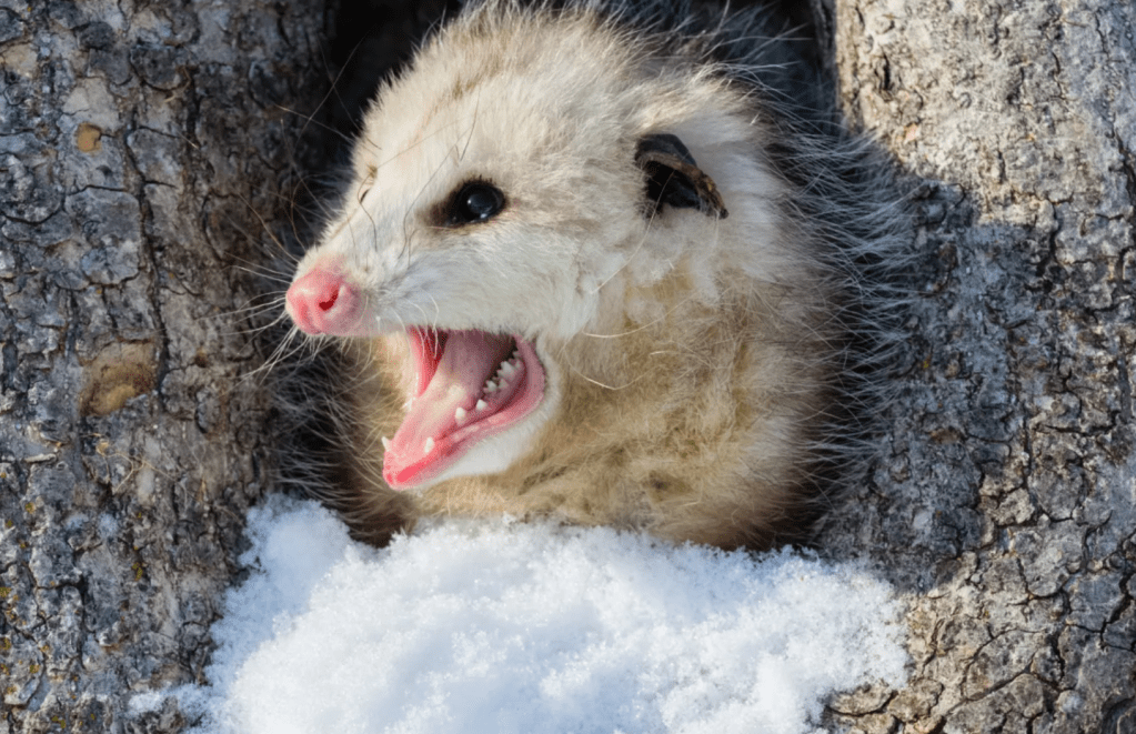 Selected Clips – Chelsey Cook